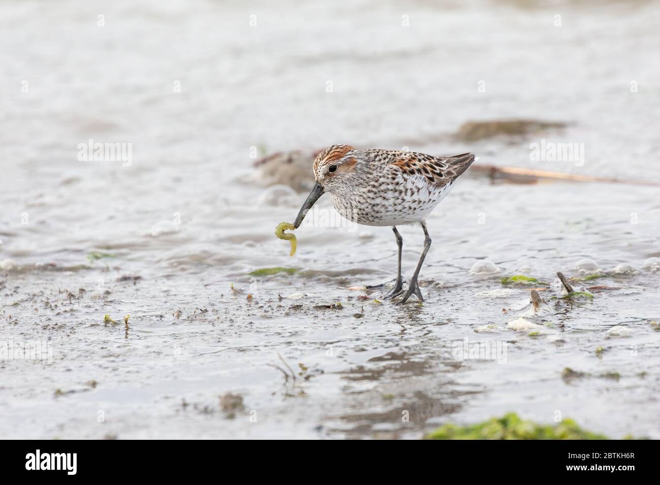 shorebird western sandpiper at Richmond BC Canada Stock Photo - Alamy