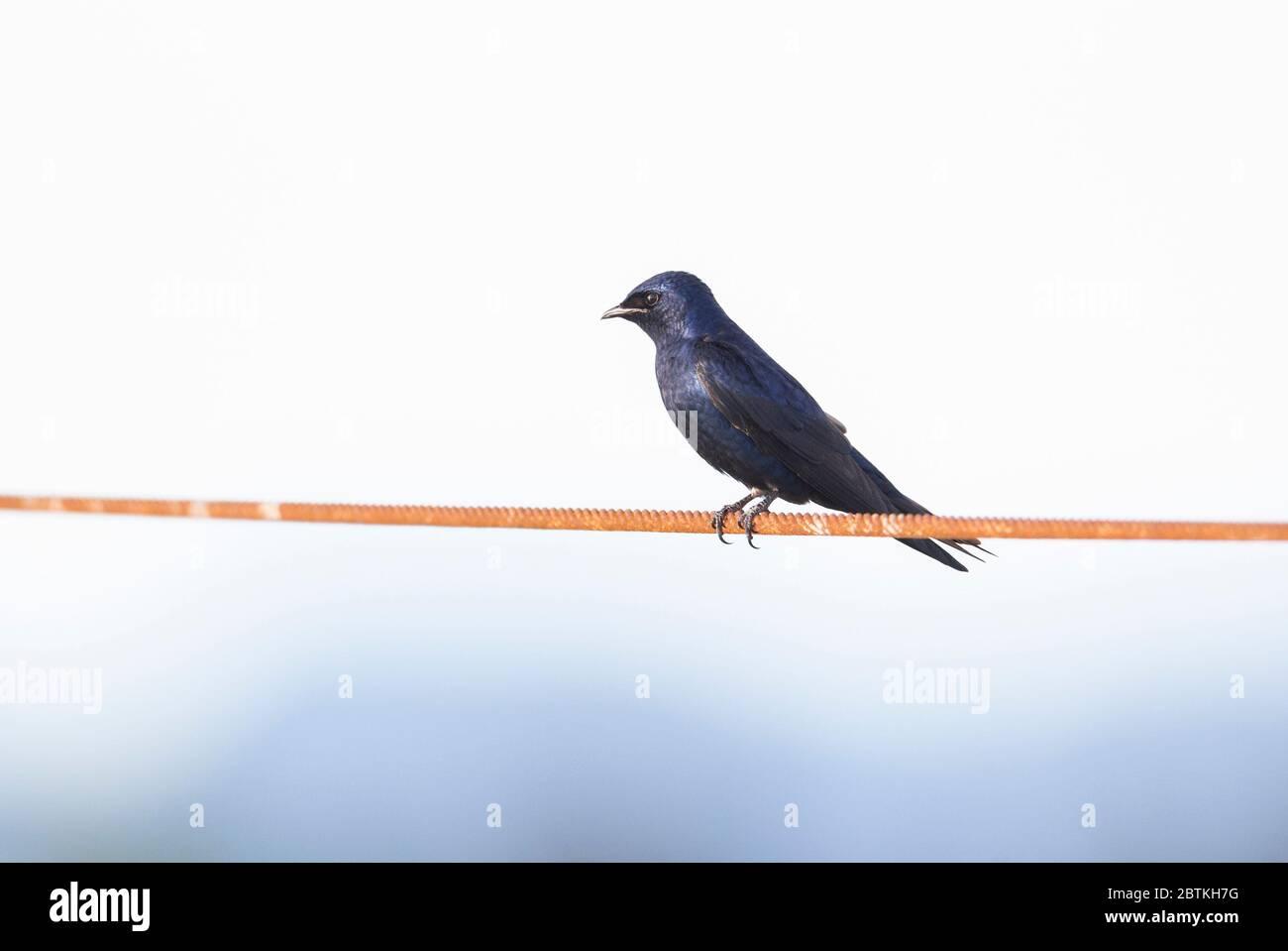 purple martin swallow at Richmond BC Canada Stock Photo - Alamy