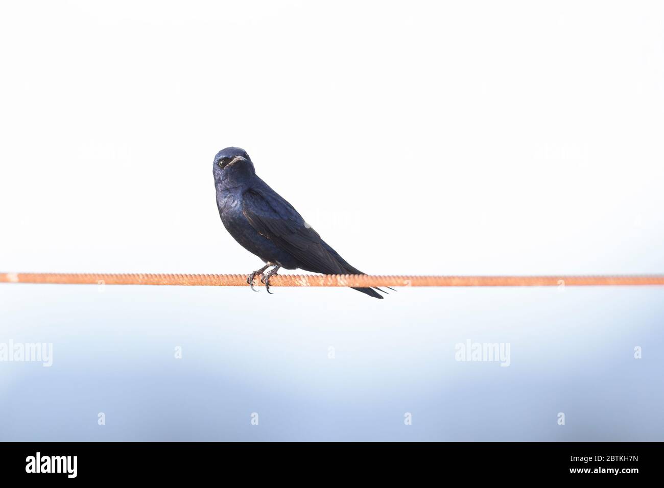 purple martin swallow at Richmond BC Canada Stock Photo - Alamy