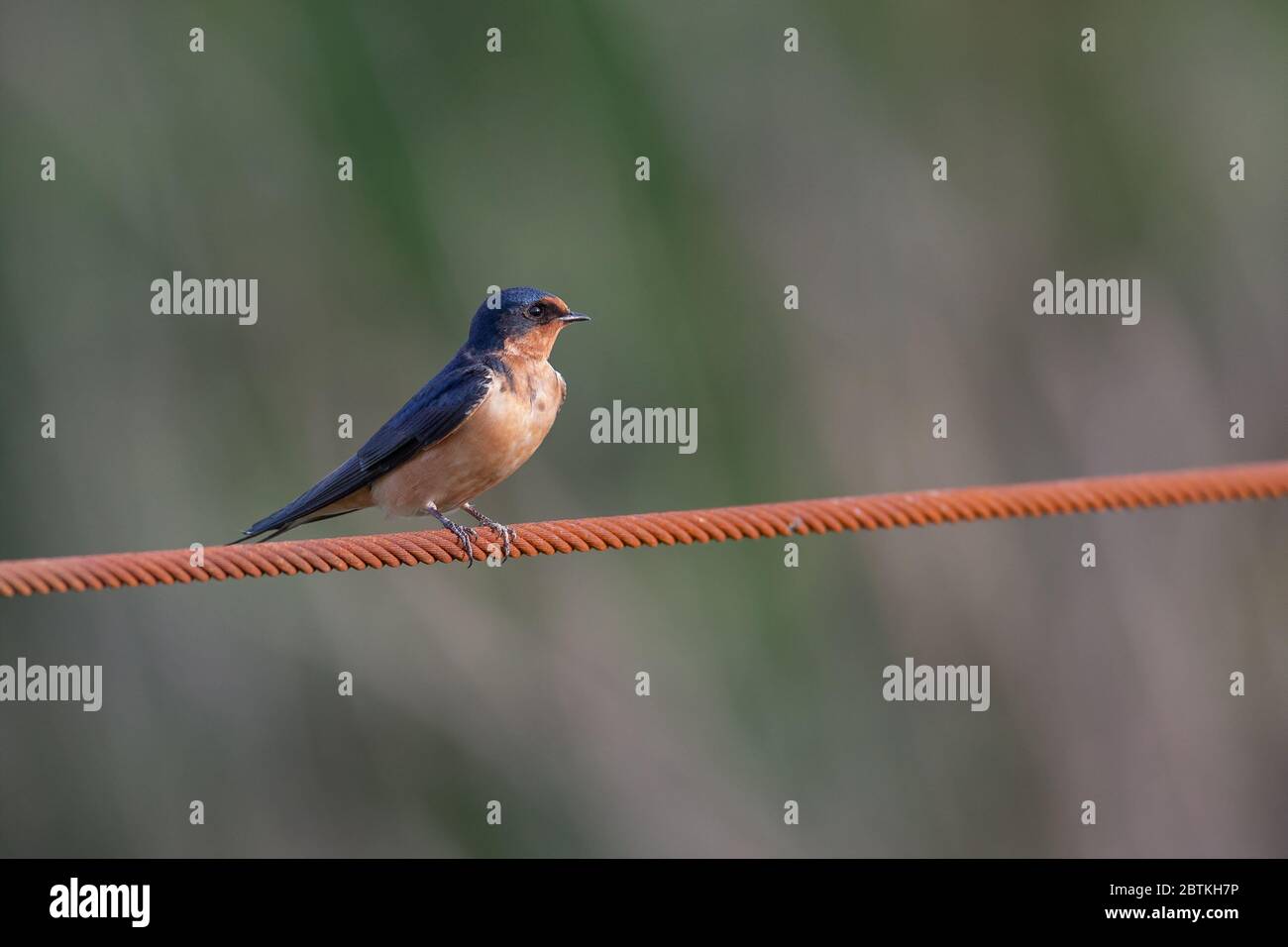 Barn swallow bird at Richmond BC Canada Stock Photo - Alamy