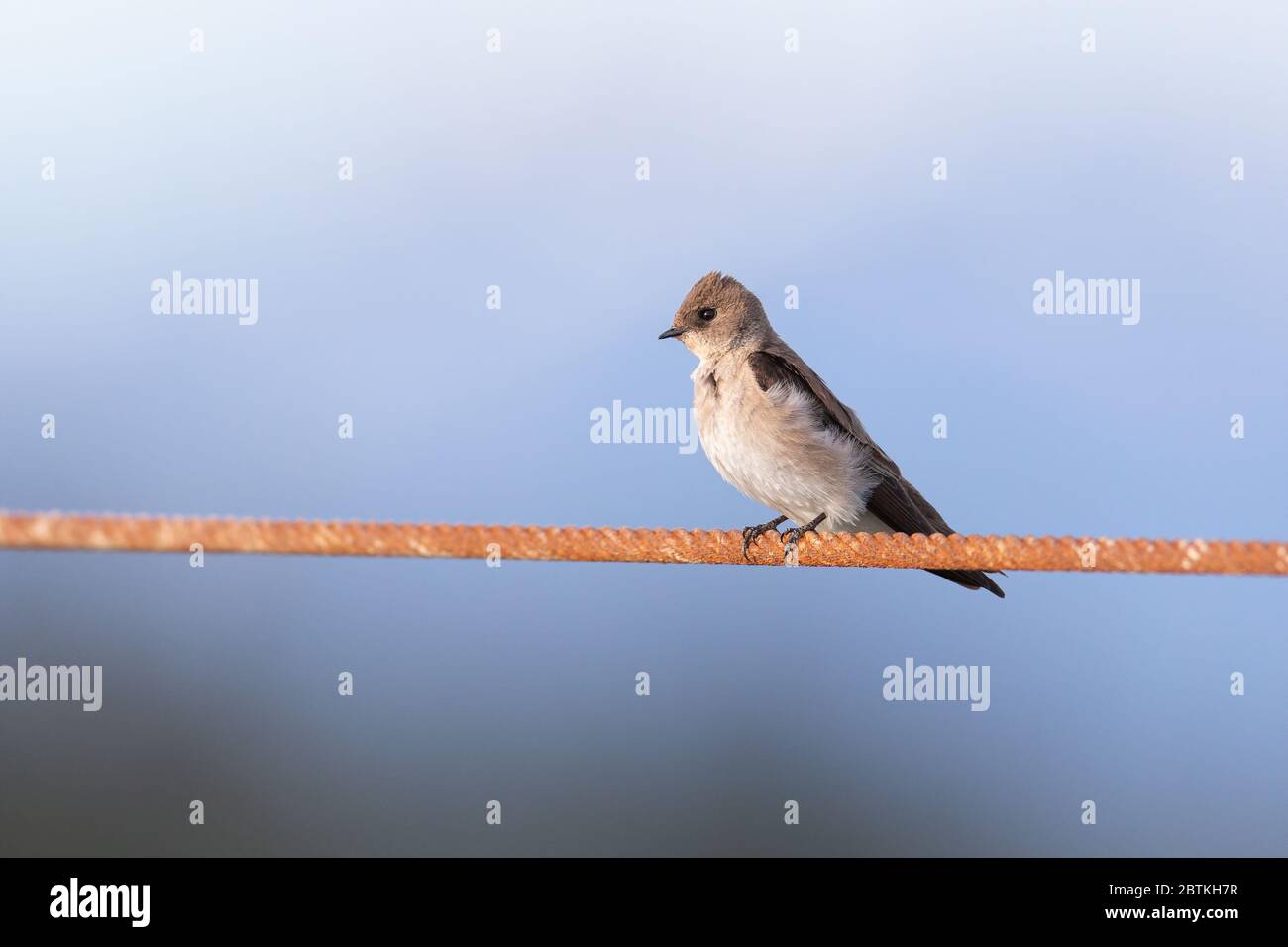 Northern rough-winged swallow at Richmond BC Canada Stock Photo - Alamy