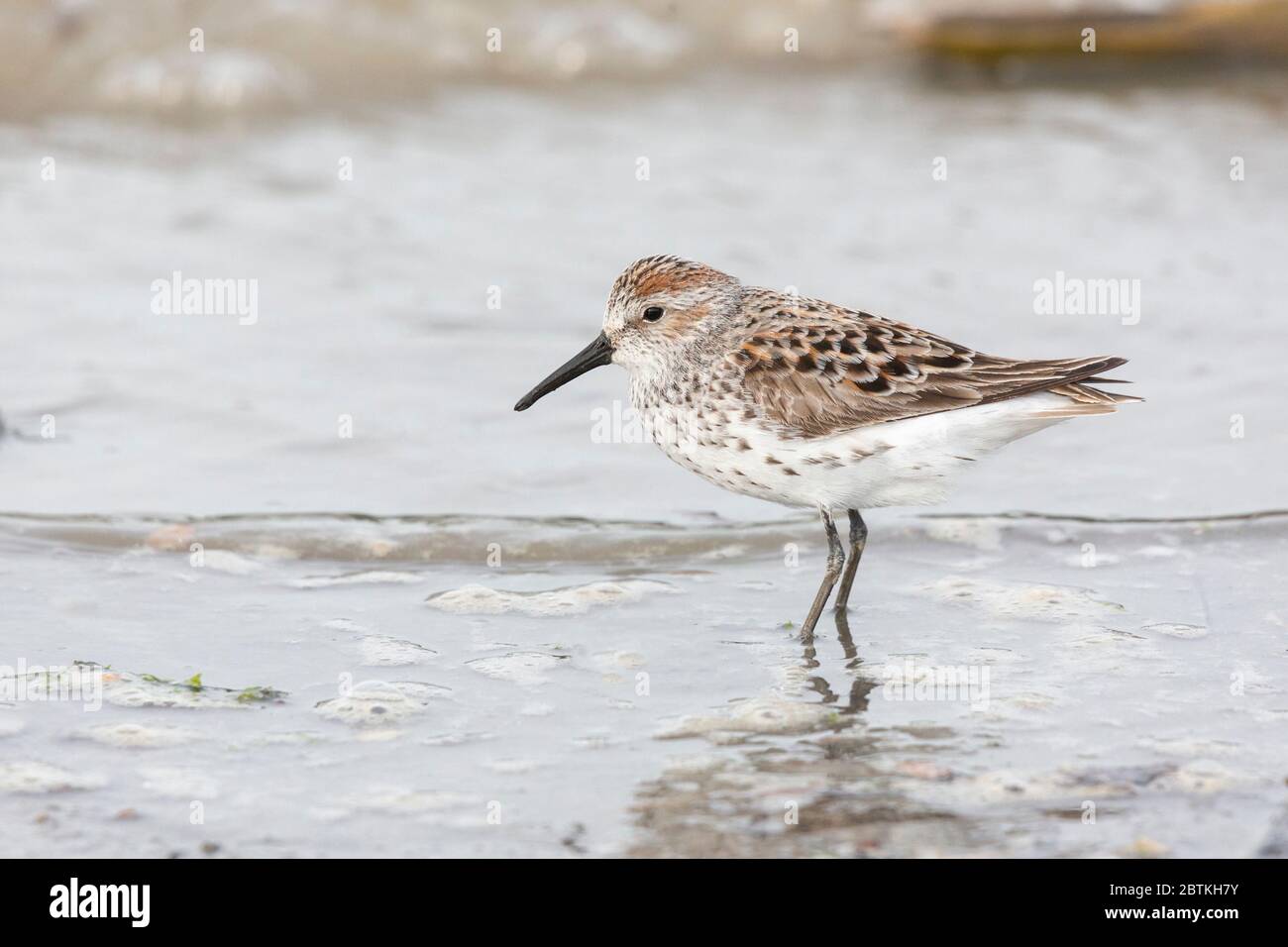 Western sandpiper hi-res stock photography and images - Alamy