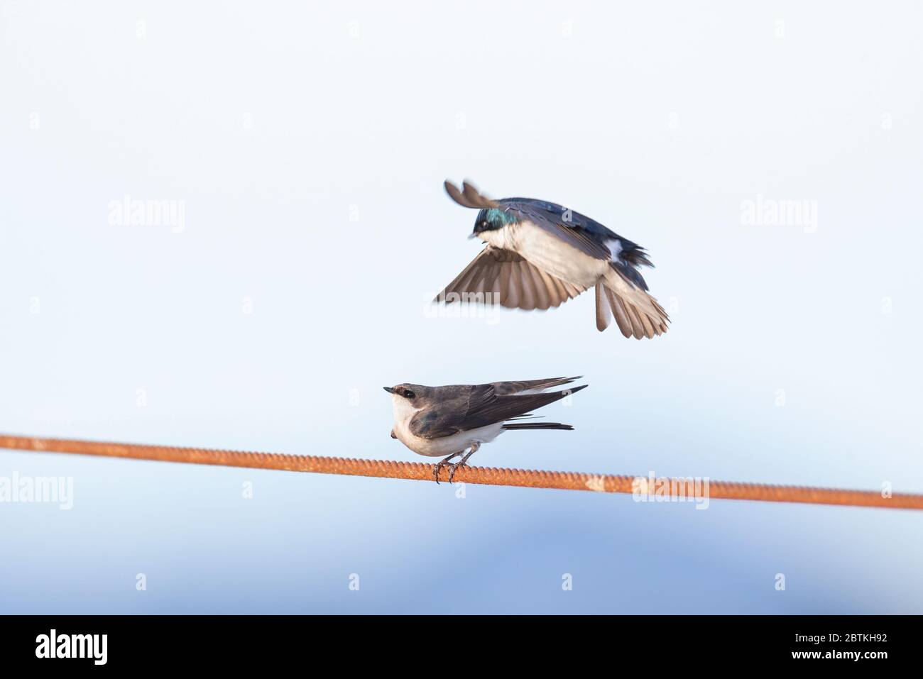 Tree swallow bird at Richmond BC Canada Stock Photo - Alamy