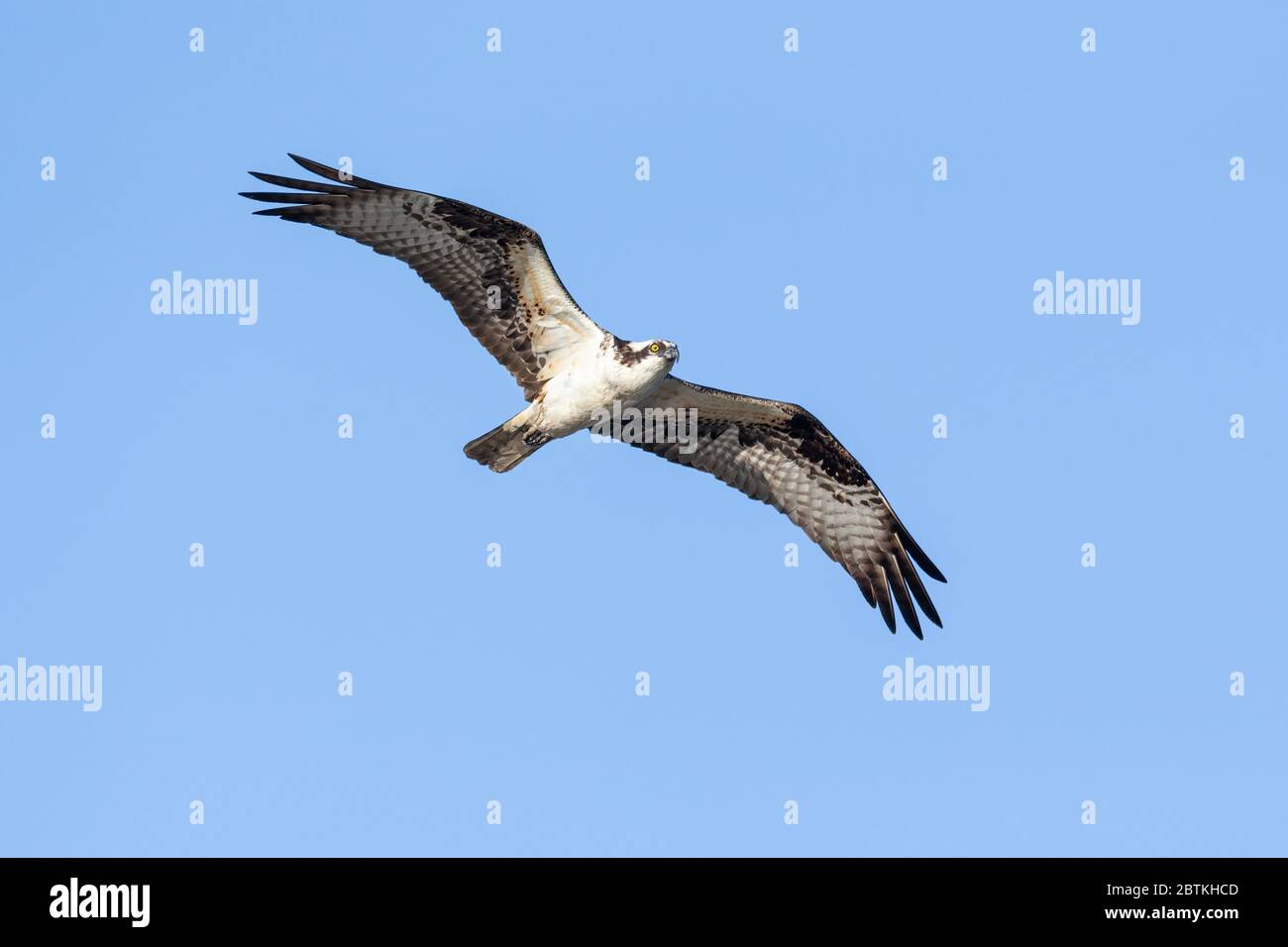 Osprey flight hi-res stock photography and images - Alamy