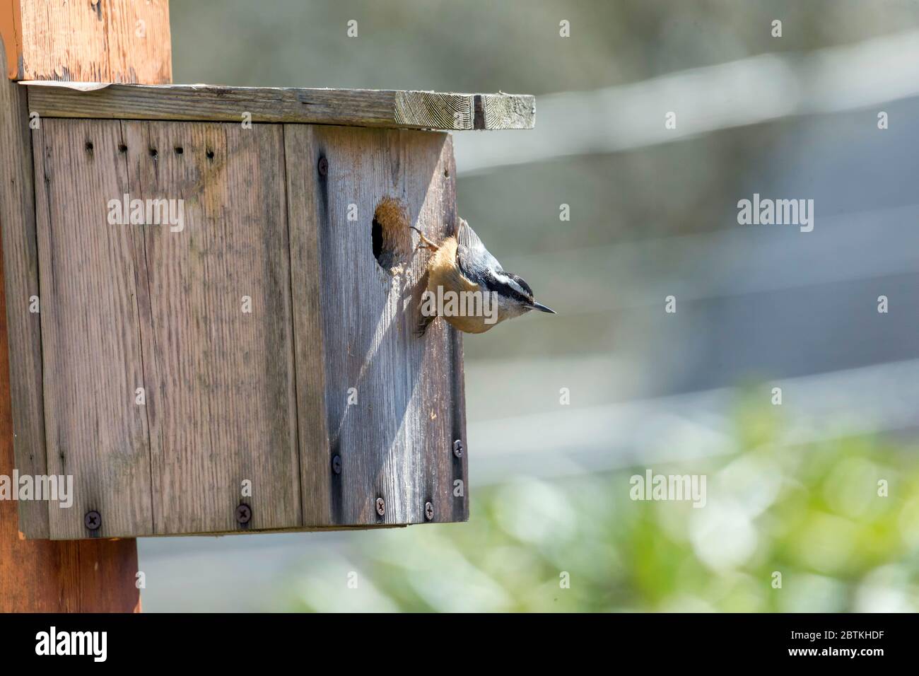 Red-breasted nuthatch nesting at Vancouver BC Canada Stock Photo - Alamy