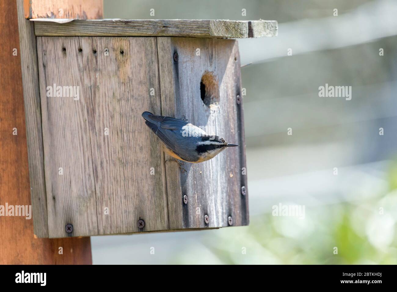 Red-breasted nuthatch nesting at Vancouver BC Canada Stock Photo - Alamy