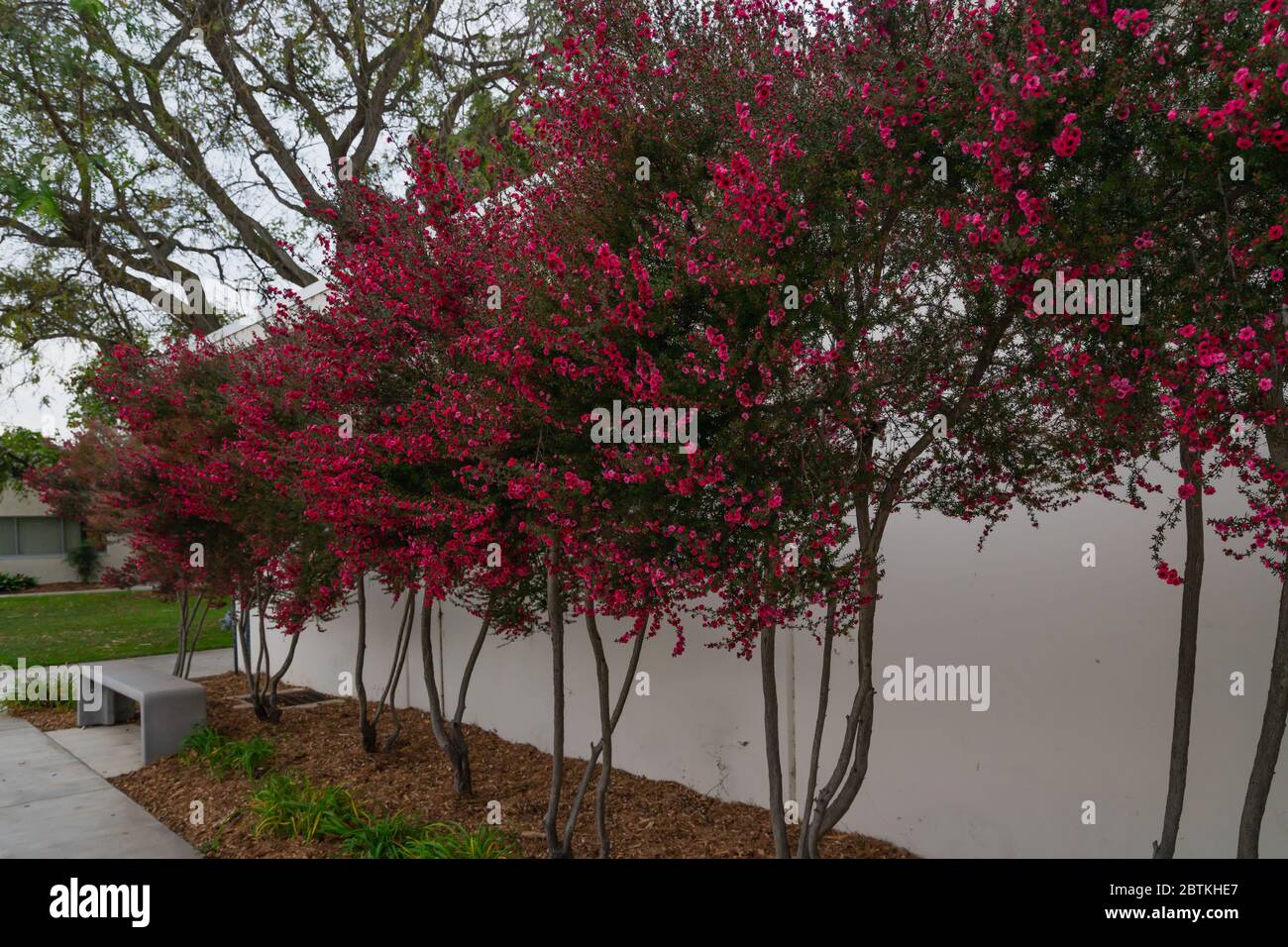 Alley of Manuka trees. Leptosperum scoparium, New Zealand Tea tree with ...