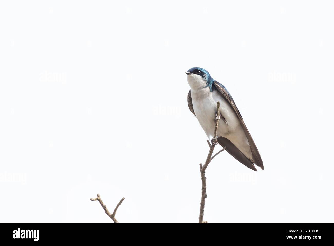 Tree swallow bird at Richmond BC Canada Stock Photo - Alamy