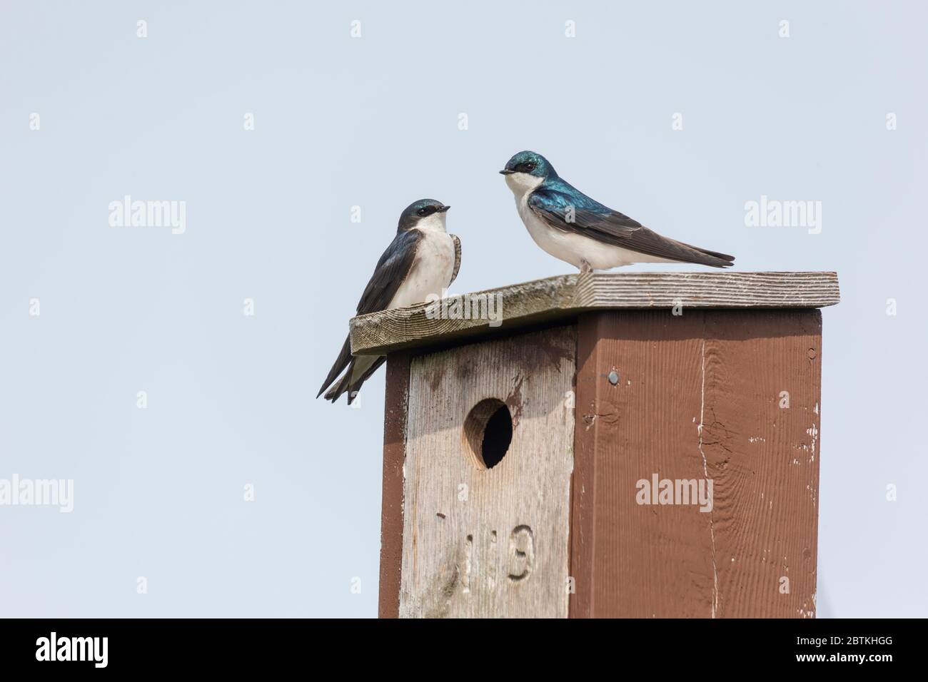 Tree swallow bird at Richmond BC Canada Stock Photo - Alamy