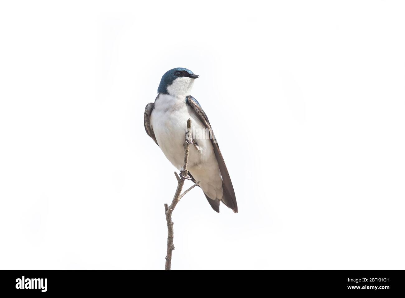 Tree swallow bird at Richmond BC Canada Stock Photo - Alamy