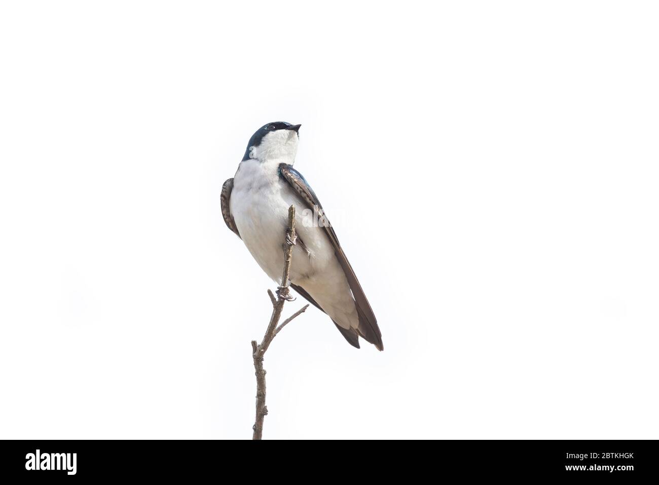 Tree swallow bird at Richmond BC Canada Stock Photo - Alamy