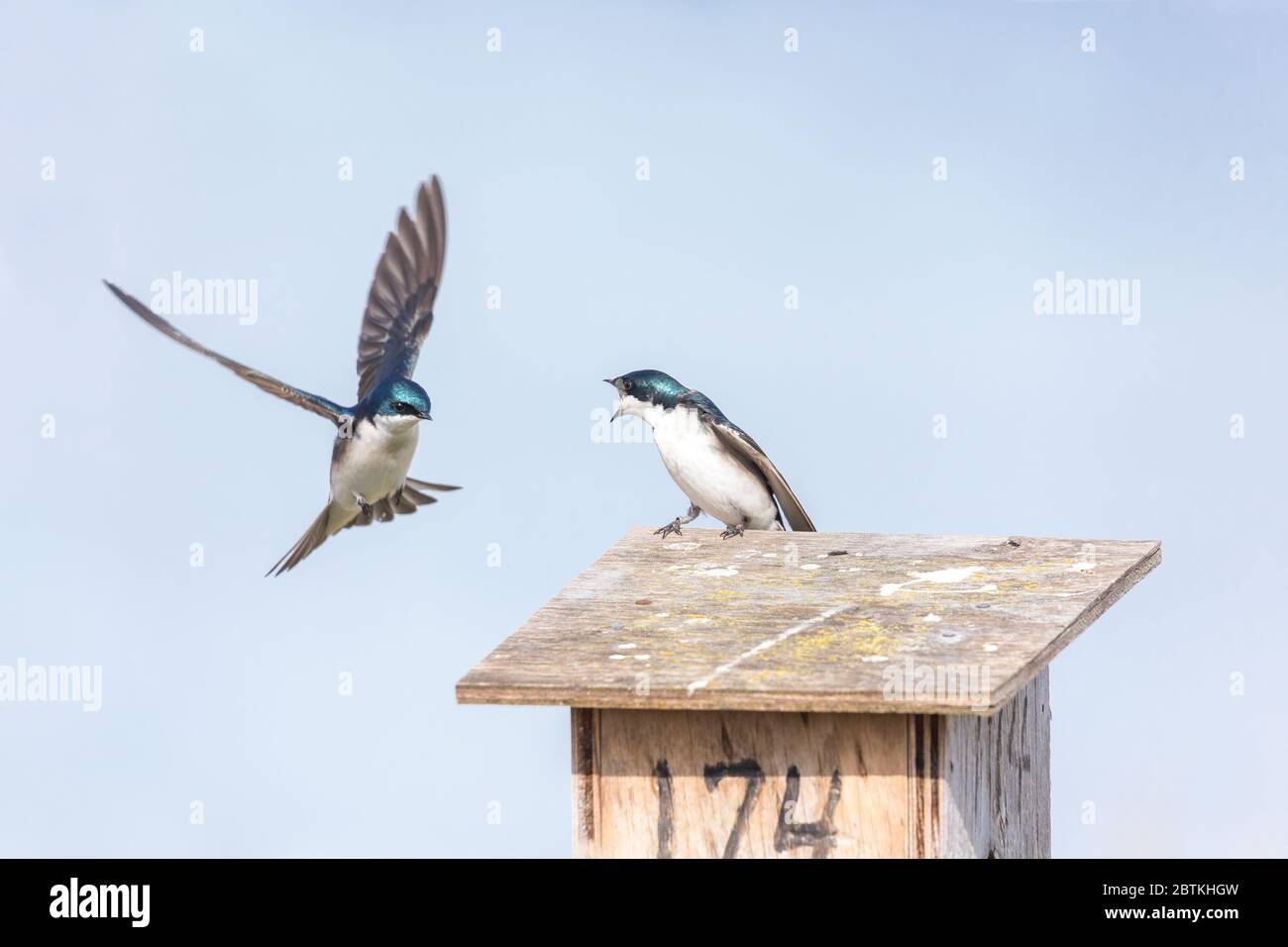 Female tree swallow hi-res stock photography and images - Alamy