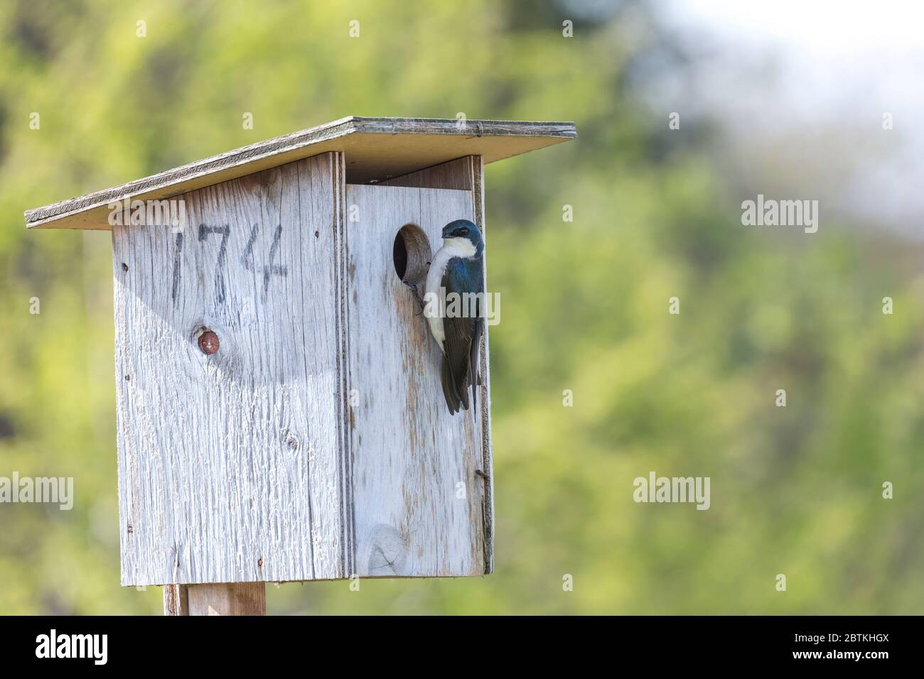 Tree swallow bird at Richmond BC Canada Stock Photo - Alamy