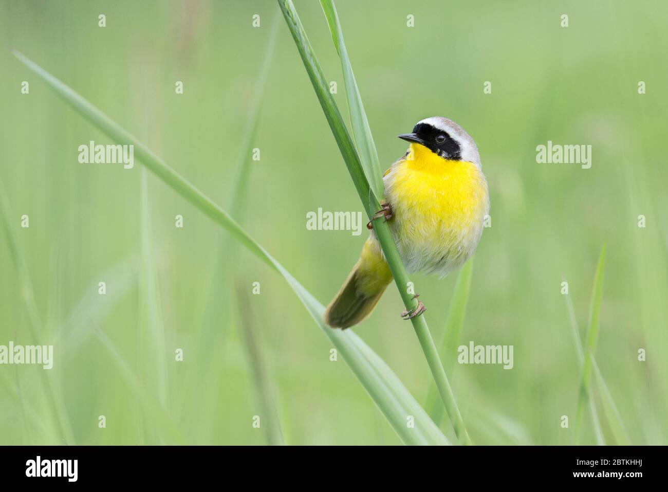 common yellowthroat bird at Coquitlam BC Canada Stock Photo - Alamy