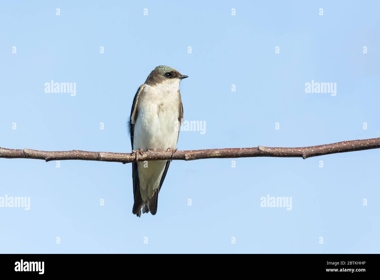 Tree swallow bird at Richmond BC Canada Stock Photo - Alamy