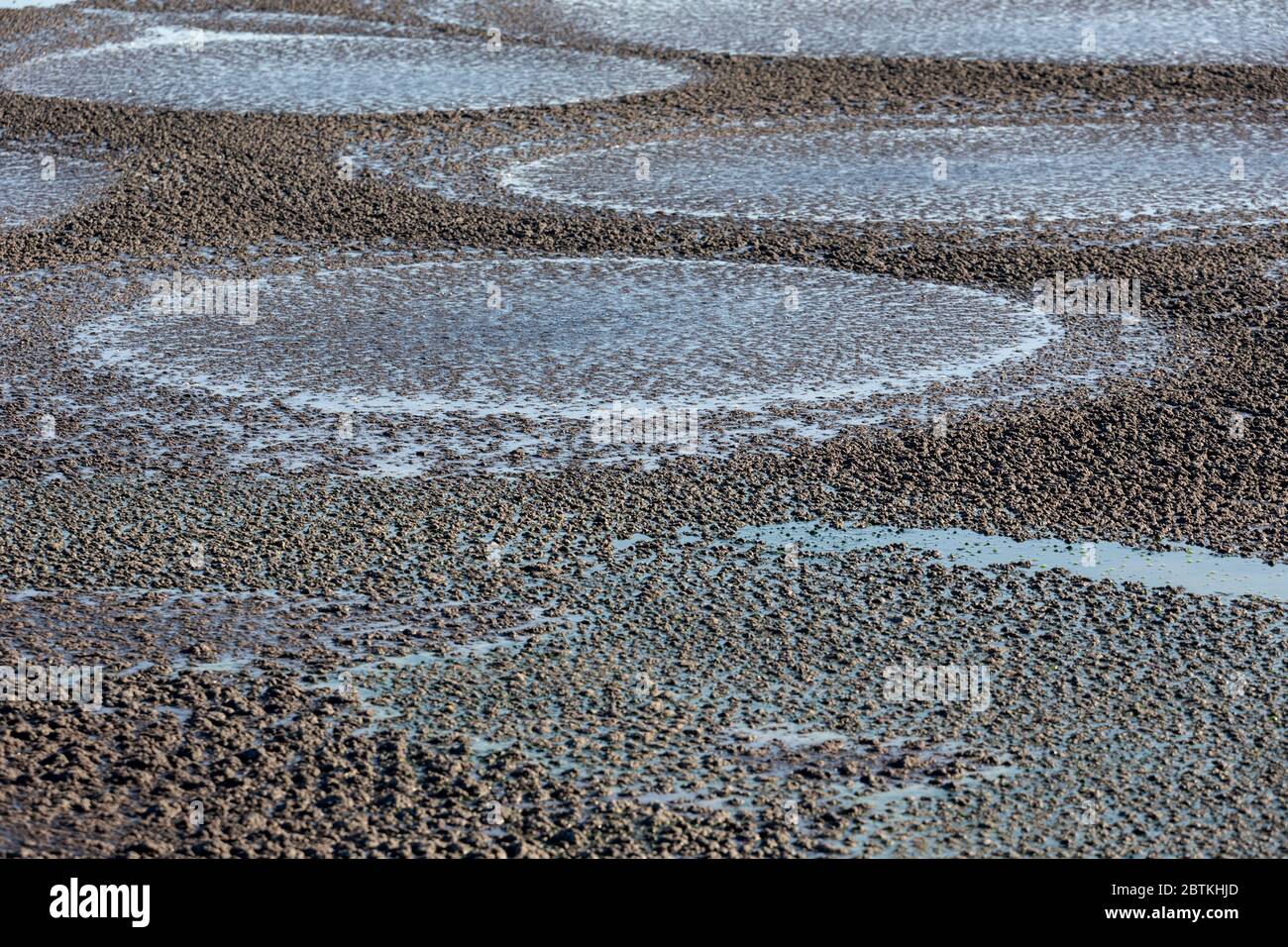 mud pond for background use, circle pattern Stock Photo - Alamy