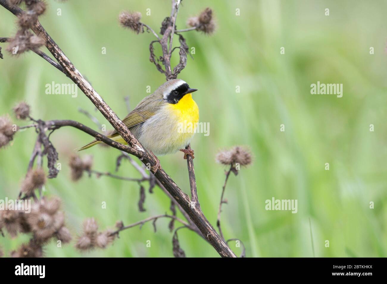 common yellowthroat bird at Coquitlam BC Canada Stock Photo - Alamy