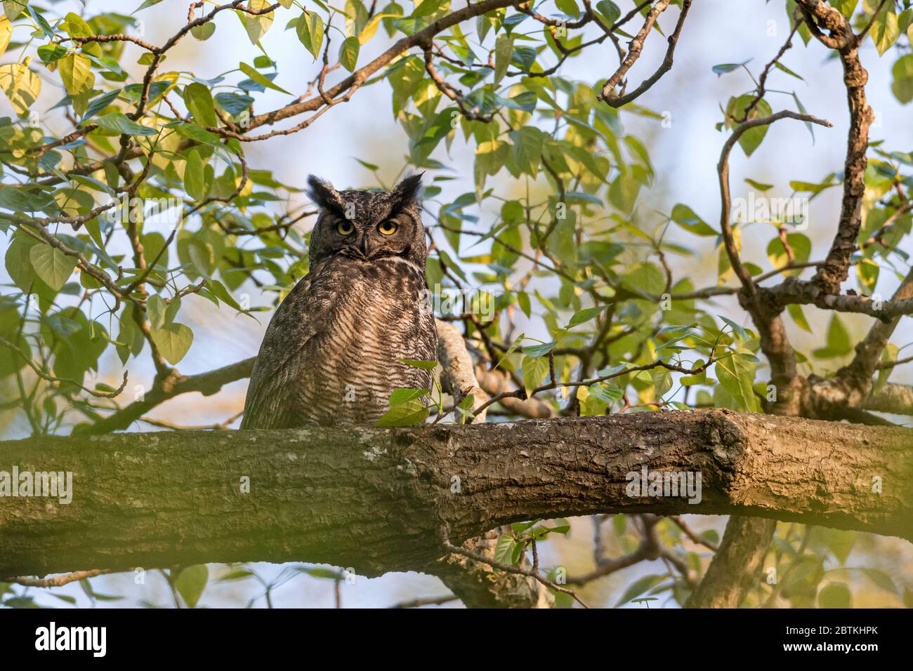 great horned owl at Delta BC Canada Stock Photo - Alamy