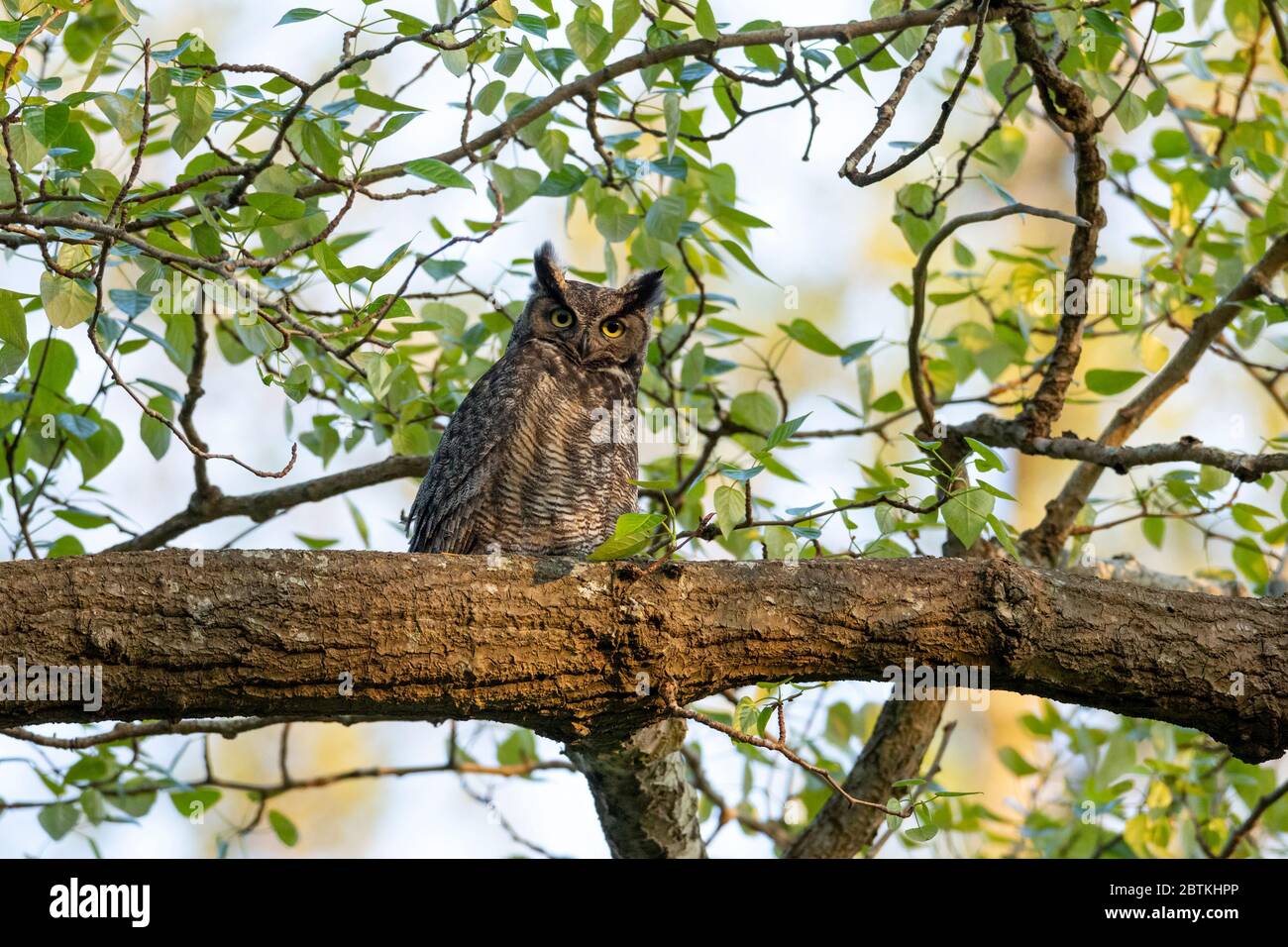 great horned owl at Delta BC Canada Stock Photo - Alamy