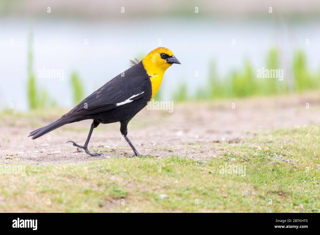Yellow headed blackbird at Richmond BC Canada Stock Photo - Alamy