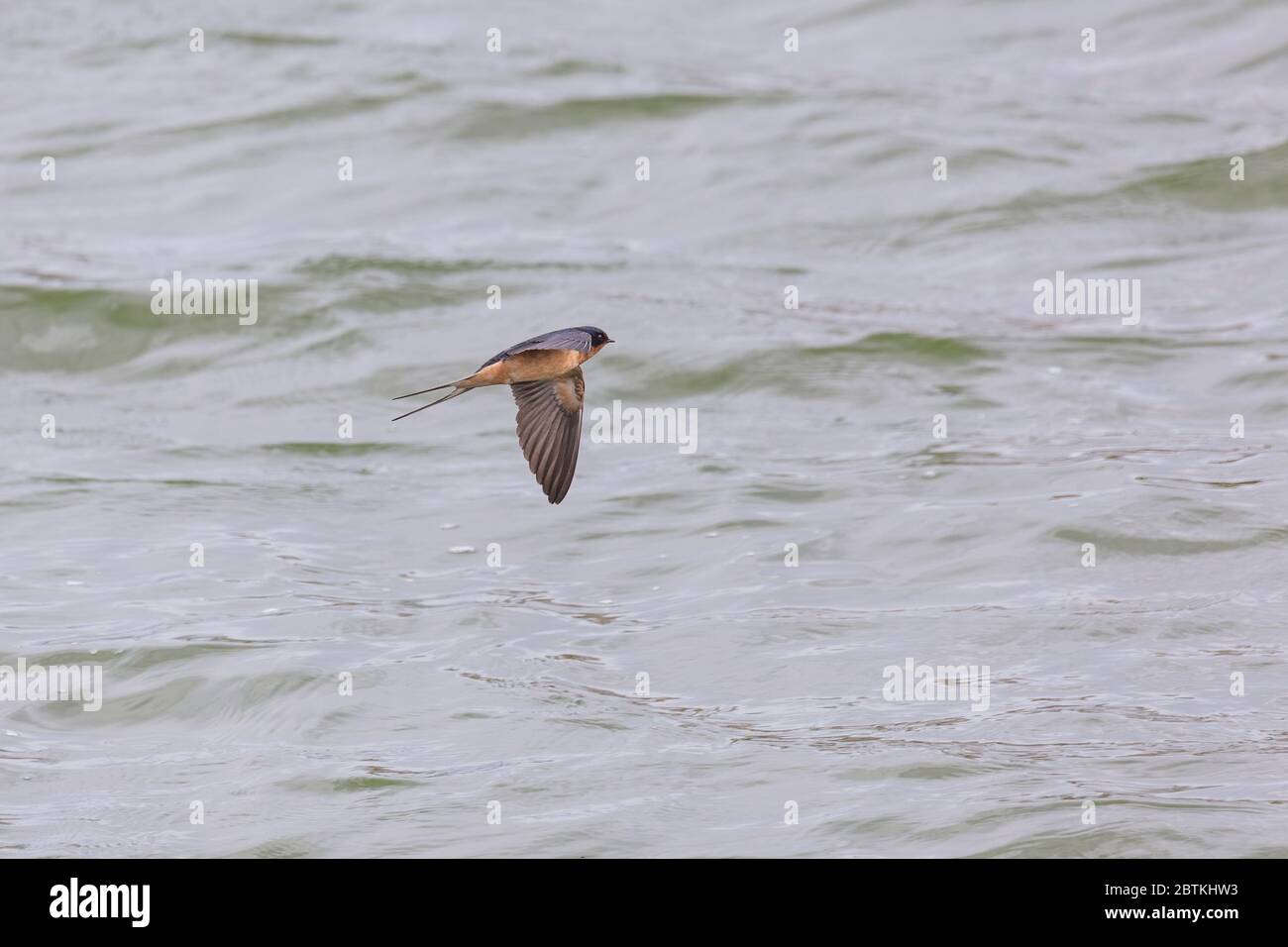 Barn swallow flying hi-res stock photography and images - Alamy