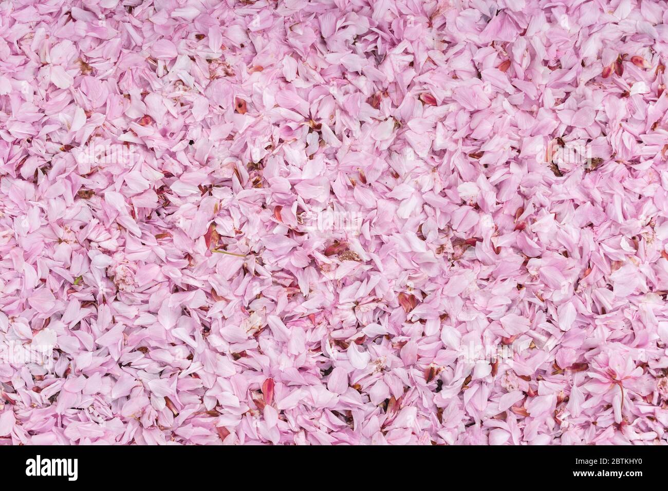 Cherry flower. Pink cherry for background use Stock Photo - Alamy