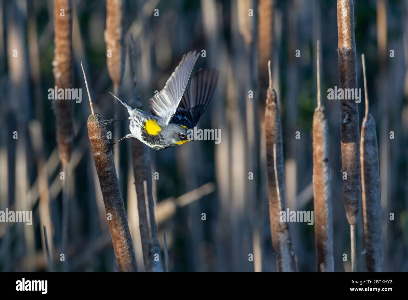 yellow rumped warbler at Vancouver BC Canada Stock Photo - Alamy