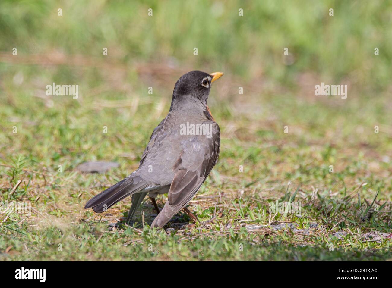 Back Of Robin High Resolution Stock Photography and Images - Alamy