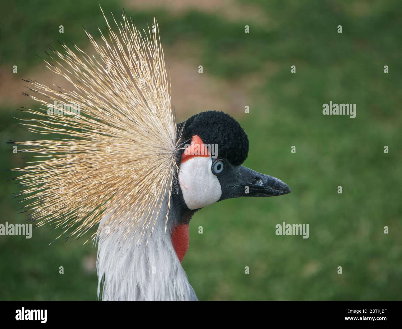 Crane bird Calgary Zoo Alberta Stock Photo - Alamy