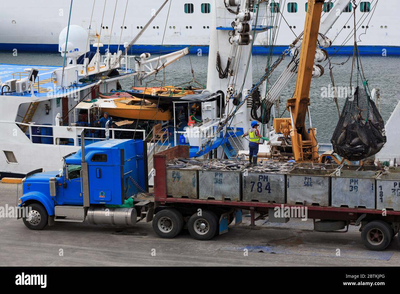 Unloading Tuna Fish, Port of Manta, Manabi Province, Ecuador, South ...