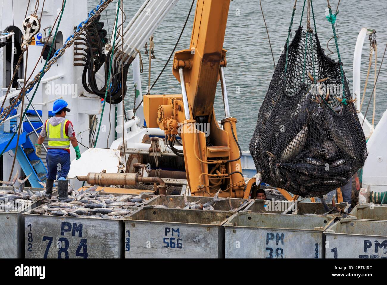 Unloading Tuna Fish, Port of Manta, Manabi Province, Ecuador, South ...