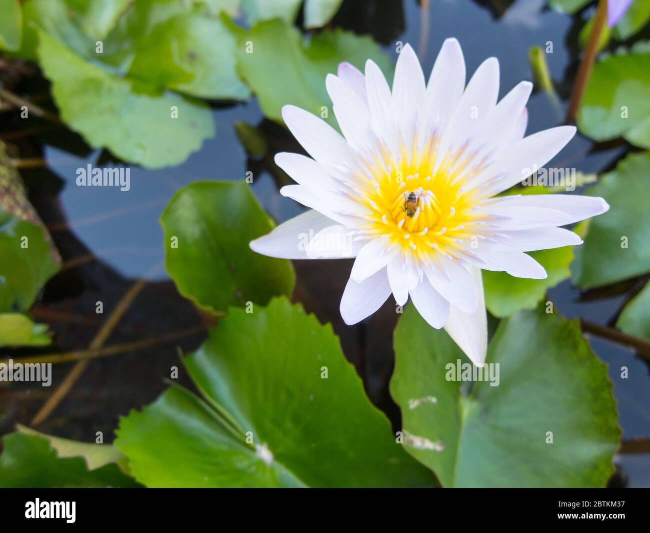 White lotus in the pool Stock Photo - Alamy