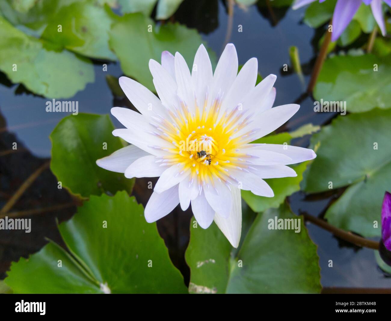 White lotus in the pool Stock Photo - Alamy