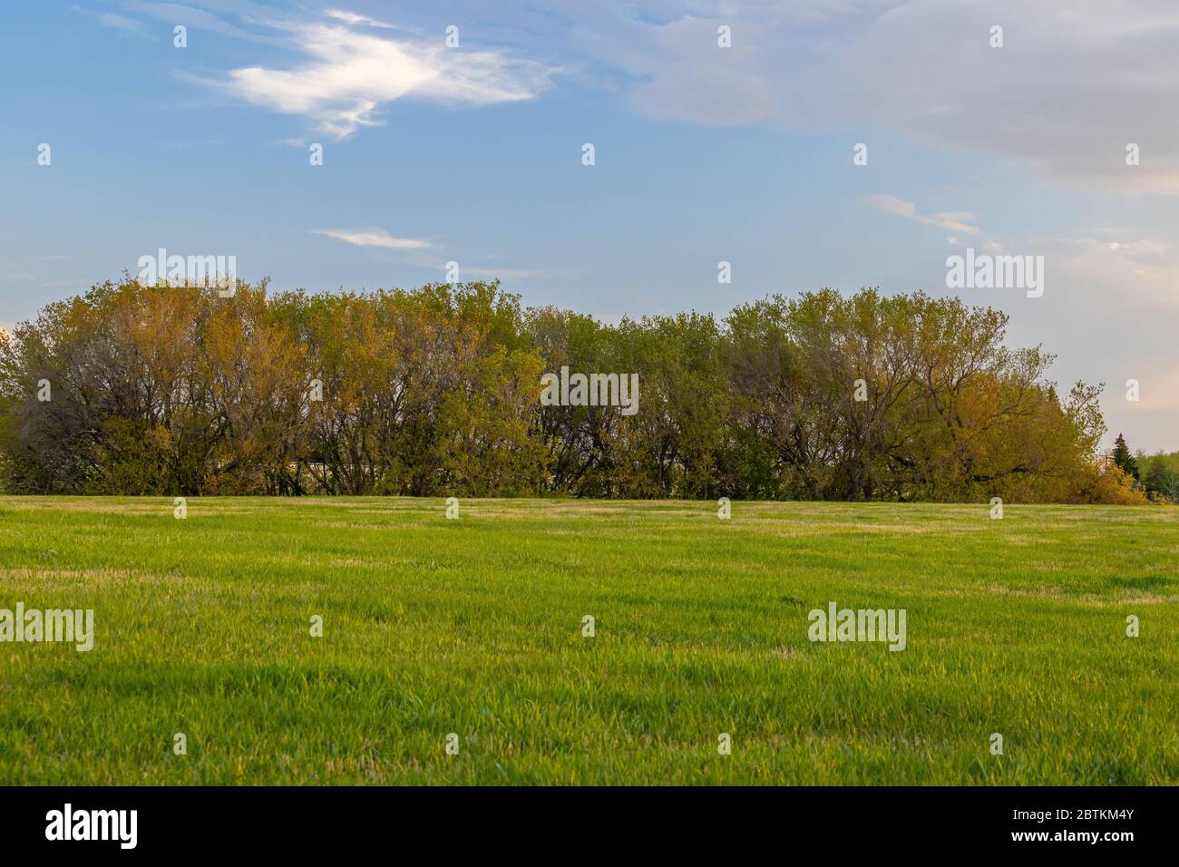 A cluster of colorful deciduous trees that are starting to grow and ...