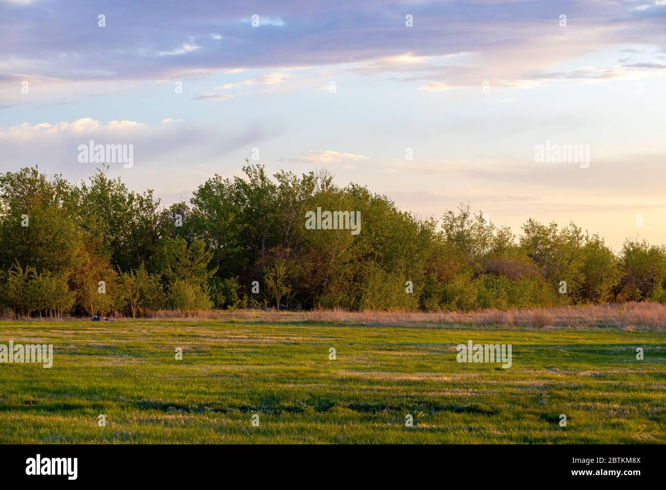 A cluster of colorful deciduous trees that are starting to grow and ...