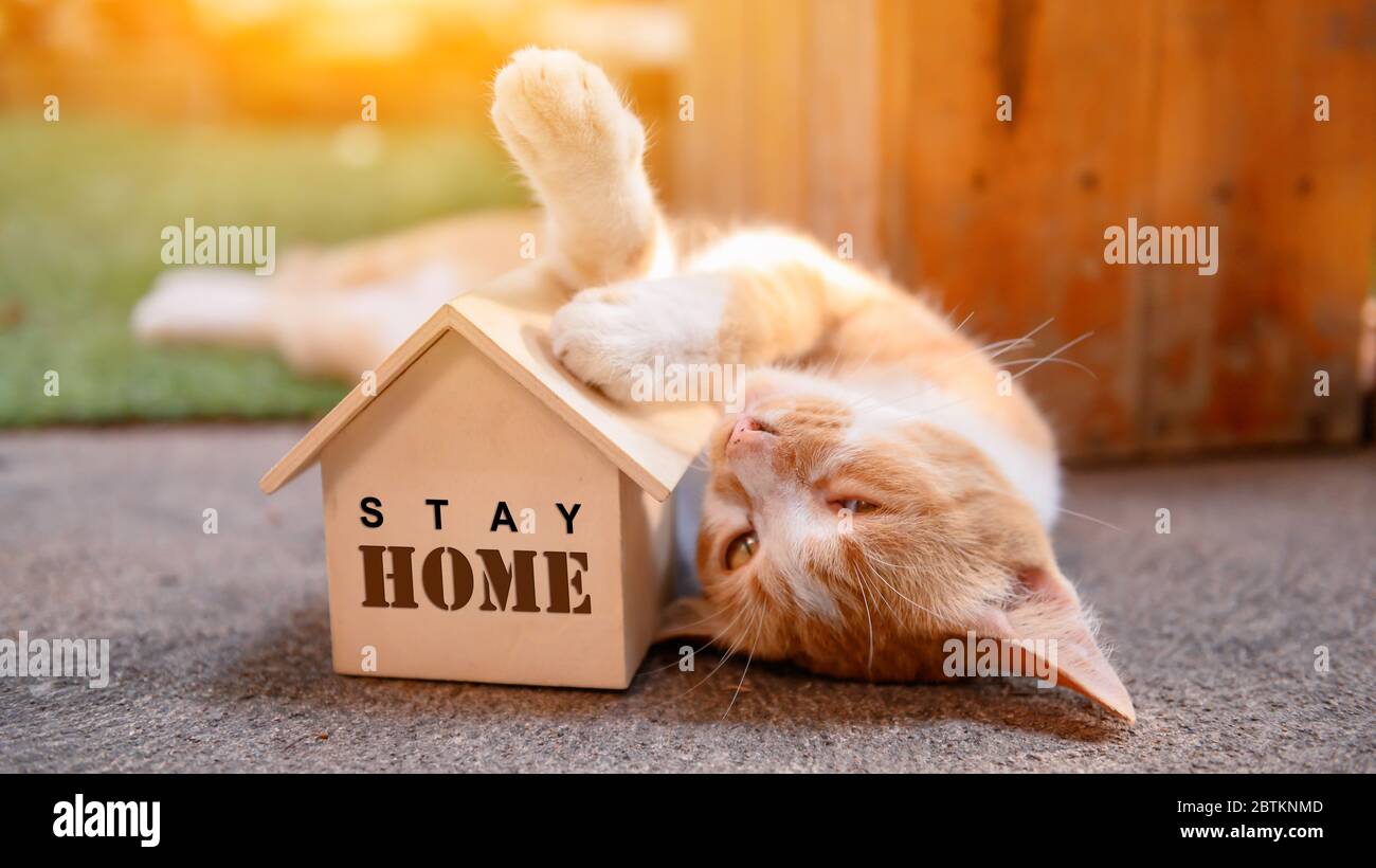 Cat with wooden house. Self-quarantine and stay home during Covid-19 ...