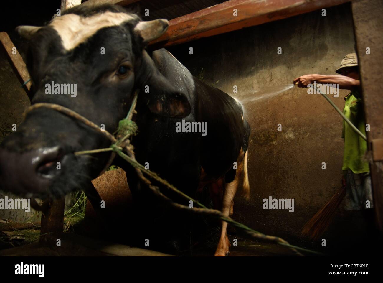Worker bathing cow with plastic water pipe at an urban farm in Jakarta ...