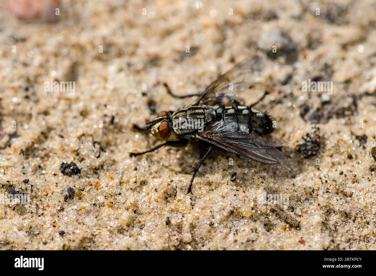 Diptera Meat Fly Insect On Ground Stock Photo - Alamy