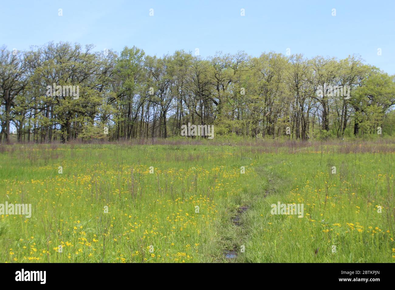 Meadow in spring with butterweed flowers with oak trees in Northbrook ...