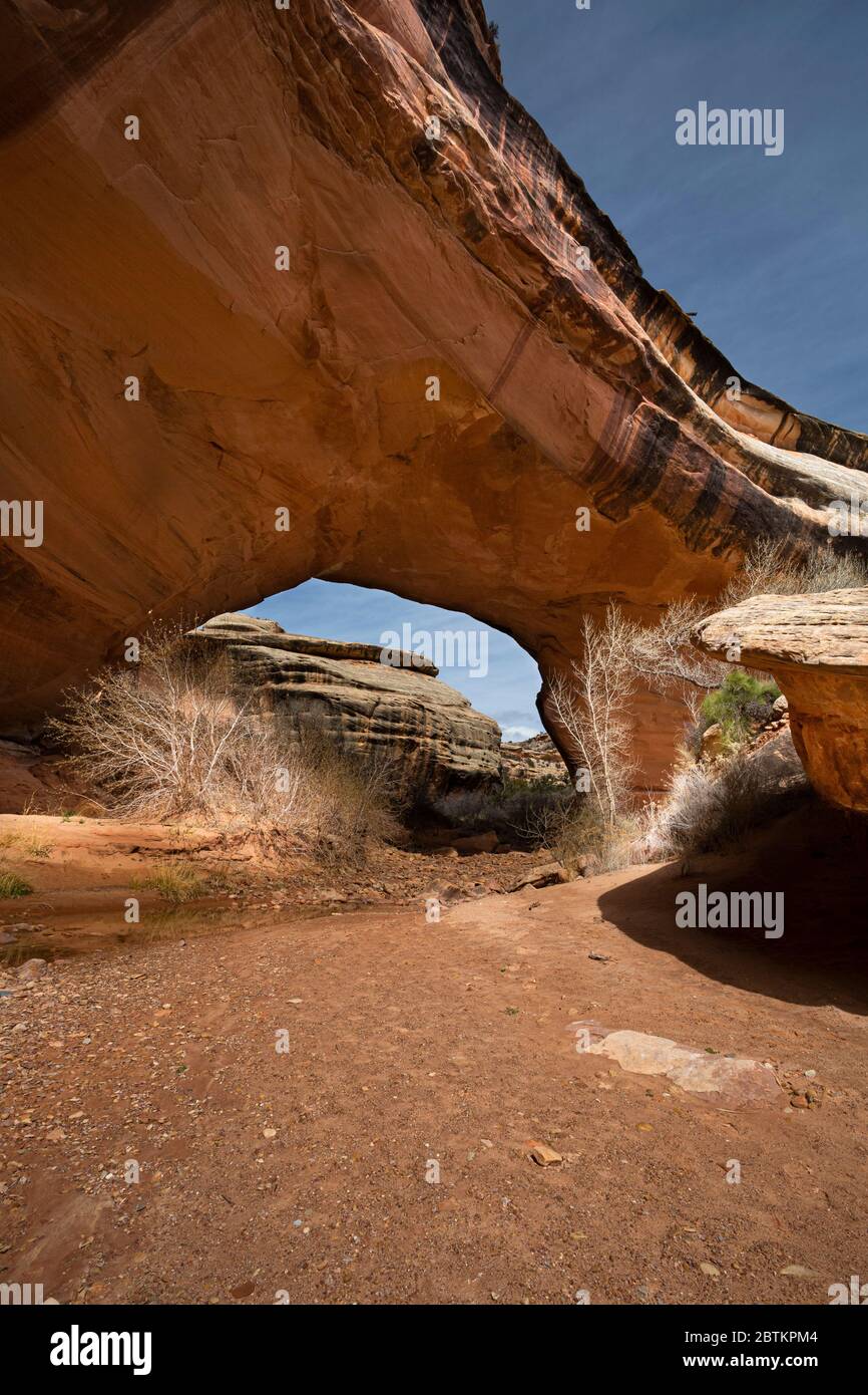 UT00662-00...UTAH - Kachina Bridge in White Canyon of Natural Bridges ...