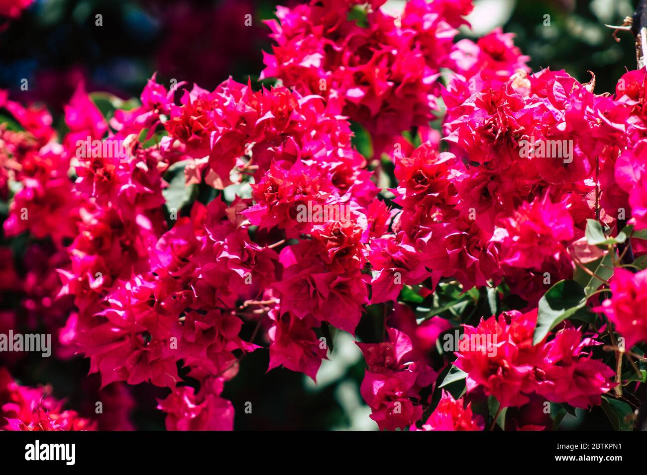 Limassol Cyprus May 26, 2020 Closeup of colorful flowers from a tree in ...