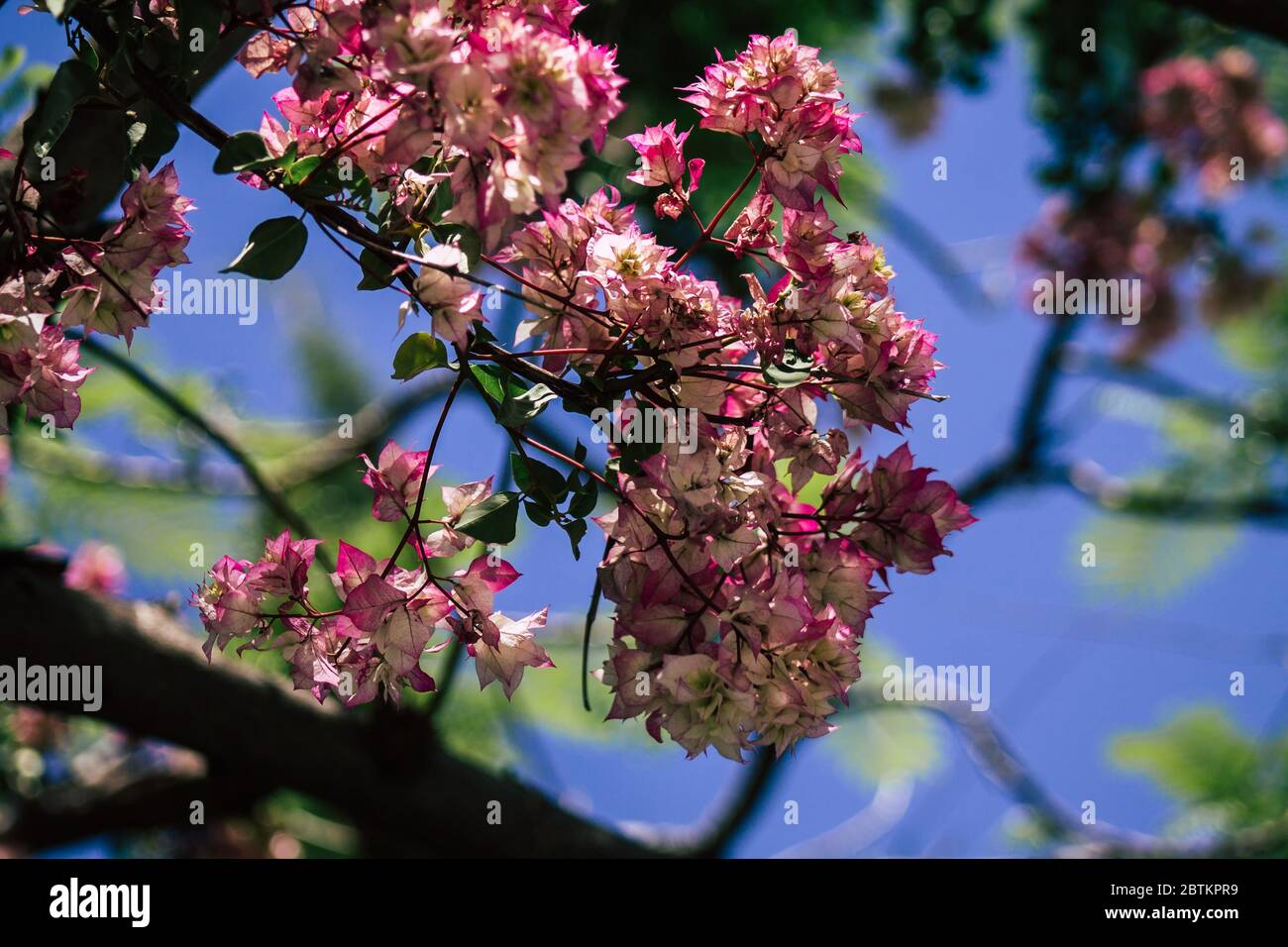 Limassol Cyprus May 26, 2020 Closeup of colorful flowers from a tree in ...