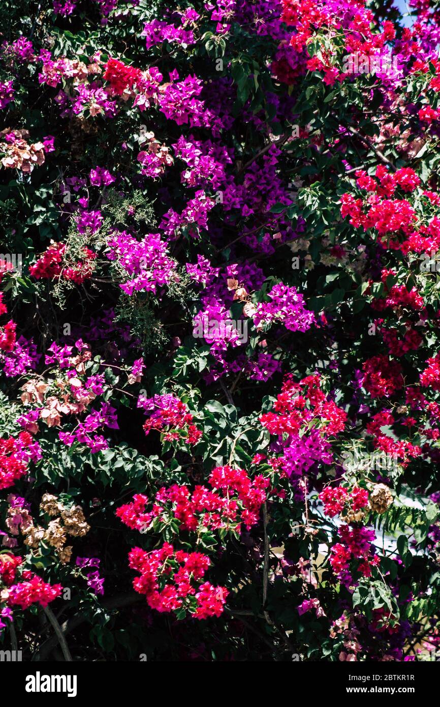 Limassol Cyprus May 26, 2020 Closeup of colorful flowers from a tree in ...