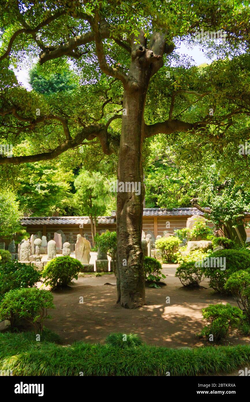 Tree in Japanese Cemetery Stock Photo - Alamy