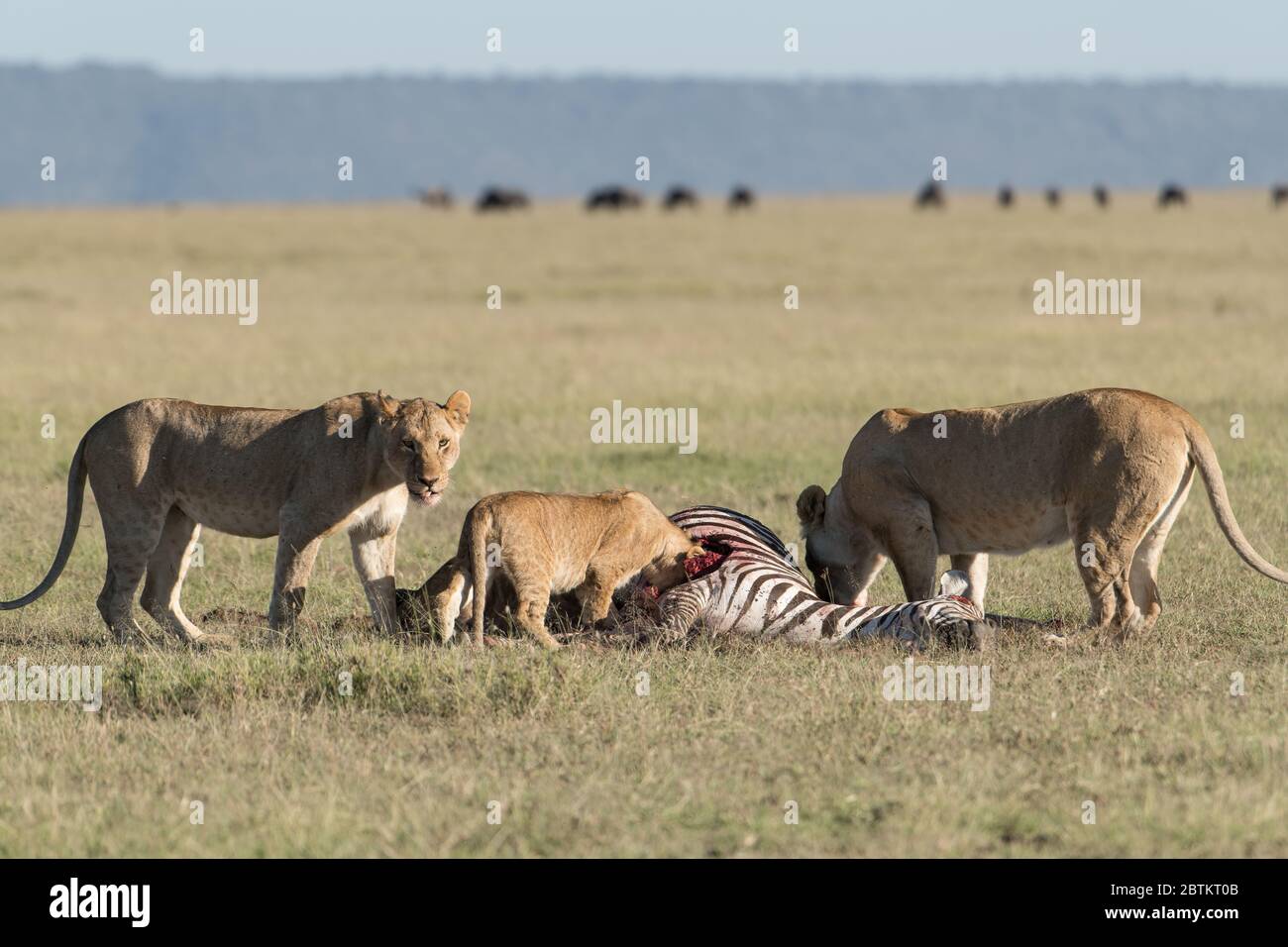 Zebra Meat High Resolution Stock Photography and Images - Alamy