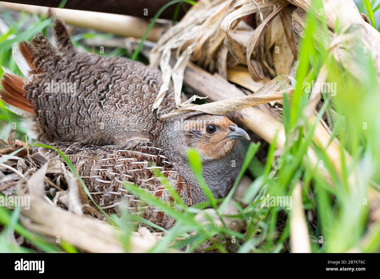 A Hungarian Partridge female on a nest in North Dakota Stock Photo - Alamy
