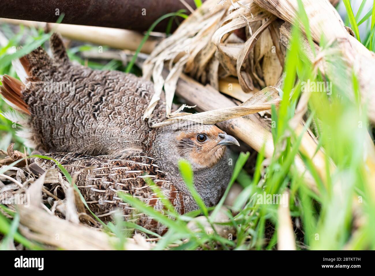 A Hungarian Partridge female on a nest in North Dakota Stock Photo - Alamy