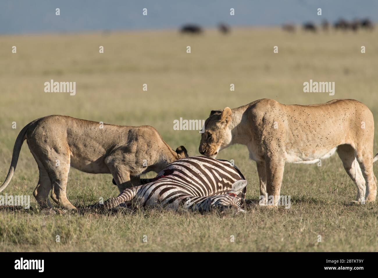 Zebra Meat High Resolution Stock Photography and Images - Alamy