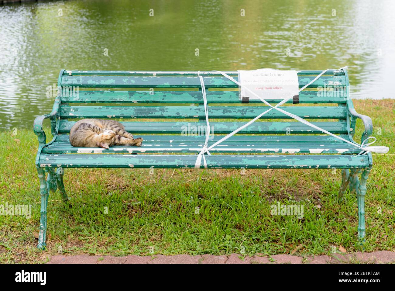 Cat social distance hi-res stock photography and images - Alamy