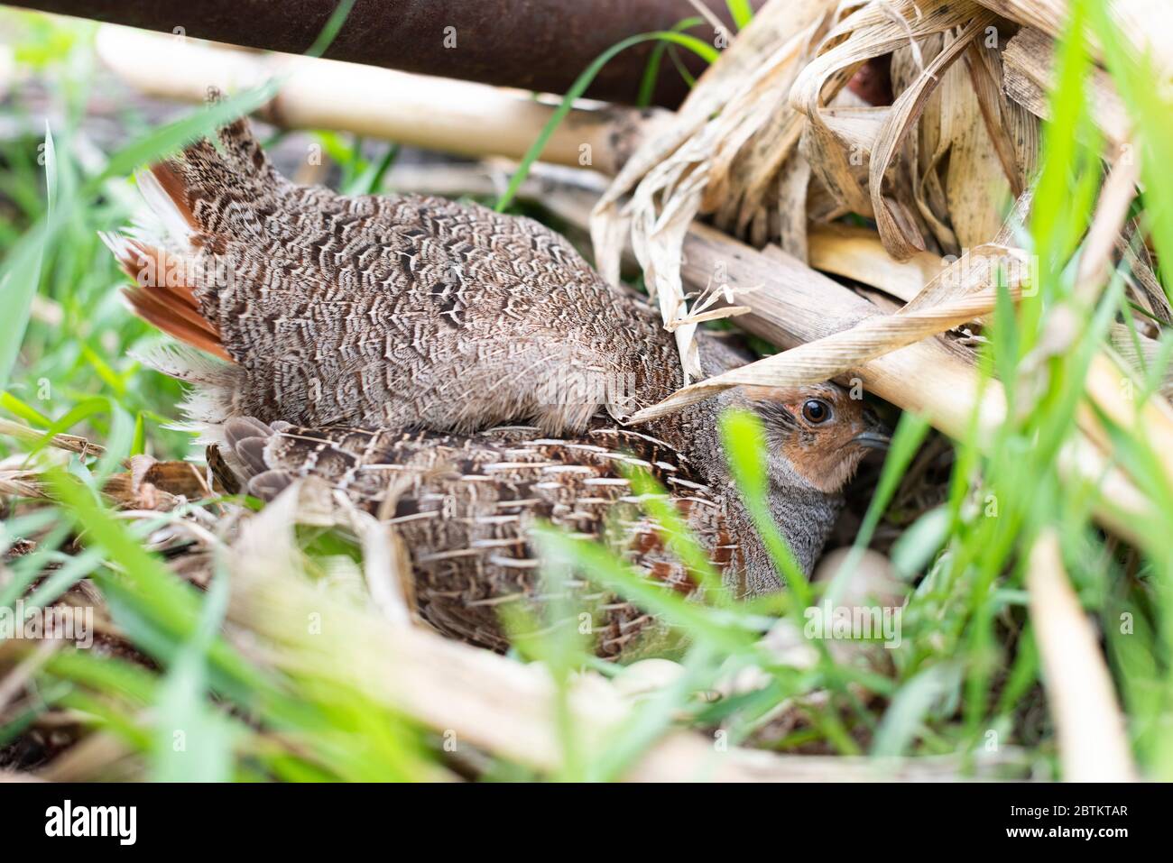 A Hungarian Partridge female on a nest in North Dakota Stock Photo - Alamy